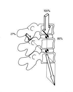 Gerinc biomechanikája - Országos Gerincgyógyászati Központ