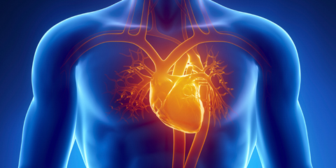 Kardiológia, kardiológus - Budai Egészségközpont