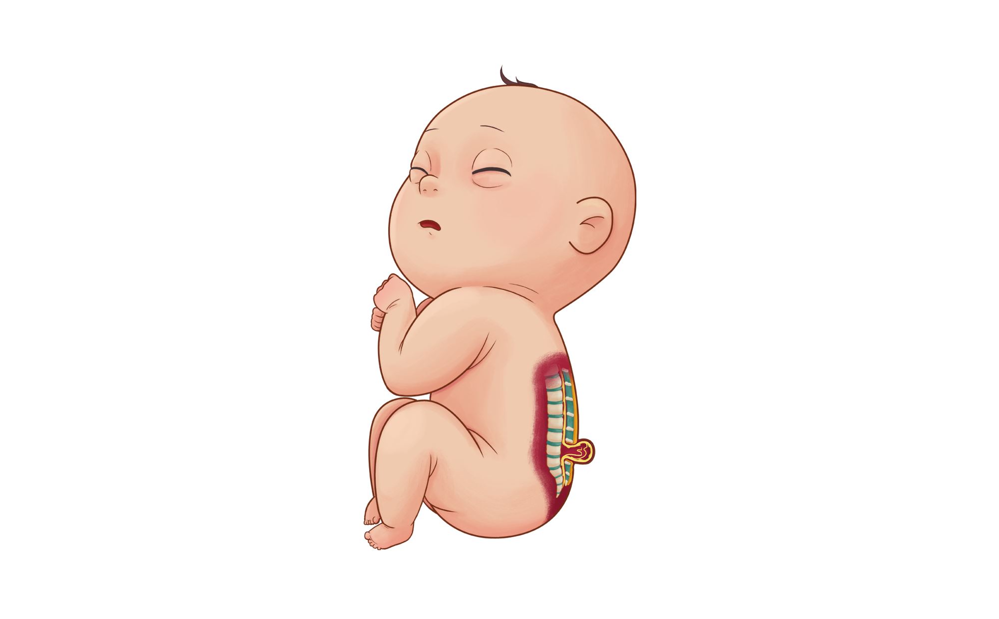 Nyitott gerinc - Budai Egészségközpont